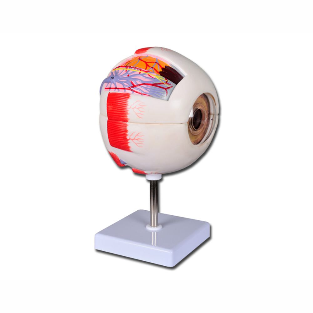 İnsan gözü modeli 6 hissə - 6X - Medishop